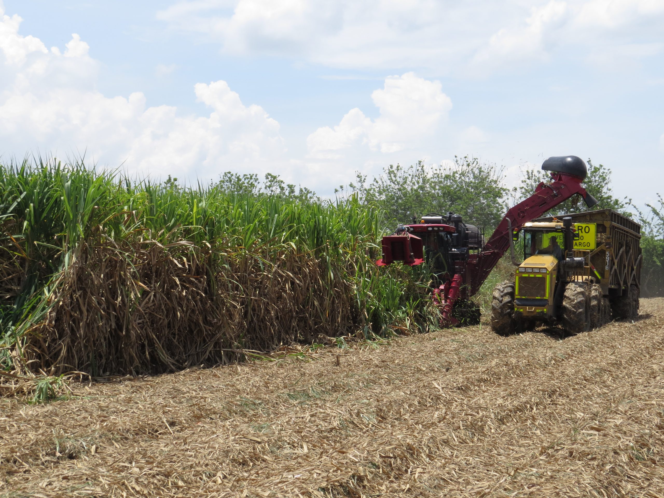 Agricultural and Harvesting Process | Ingenio Pichichí