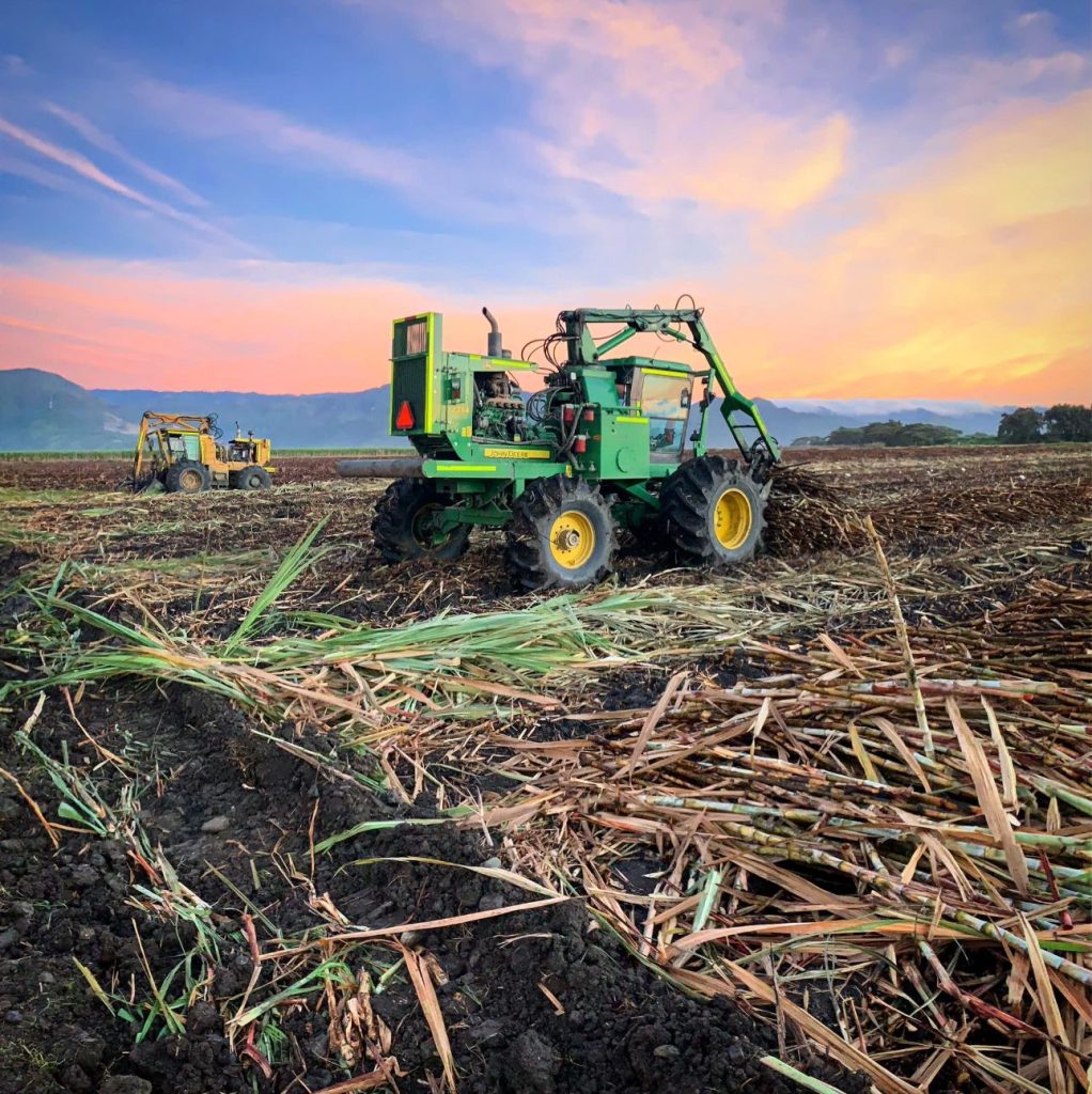 Agricultural and Harvesting Process | Ingenio Pichichí